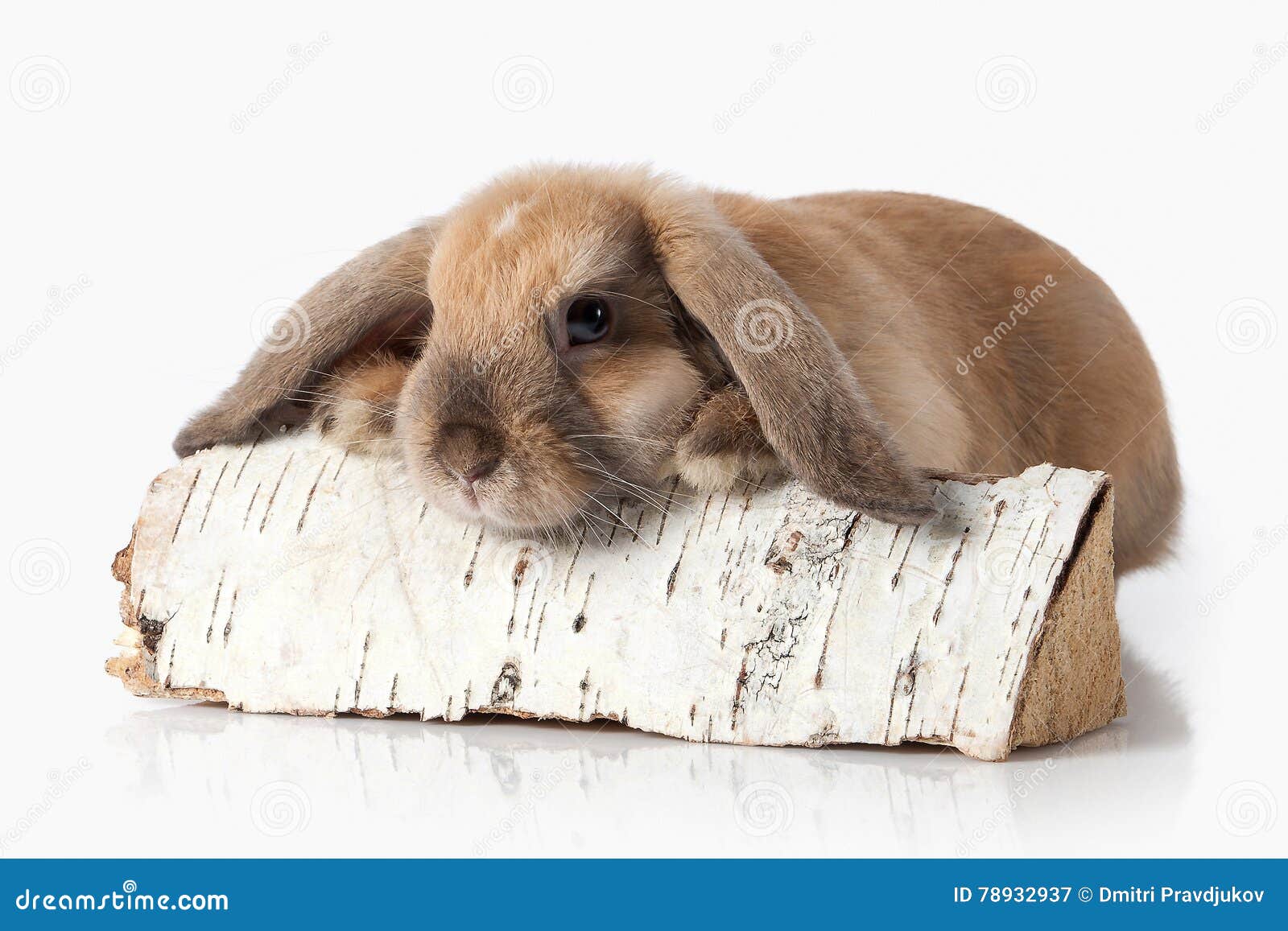 Pet Conejo Aislado En El Fondo Blanco Imagen de archivo - Imagen de ...