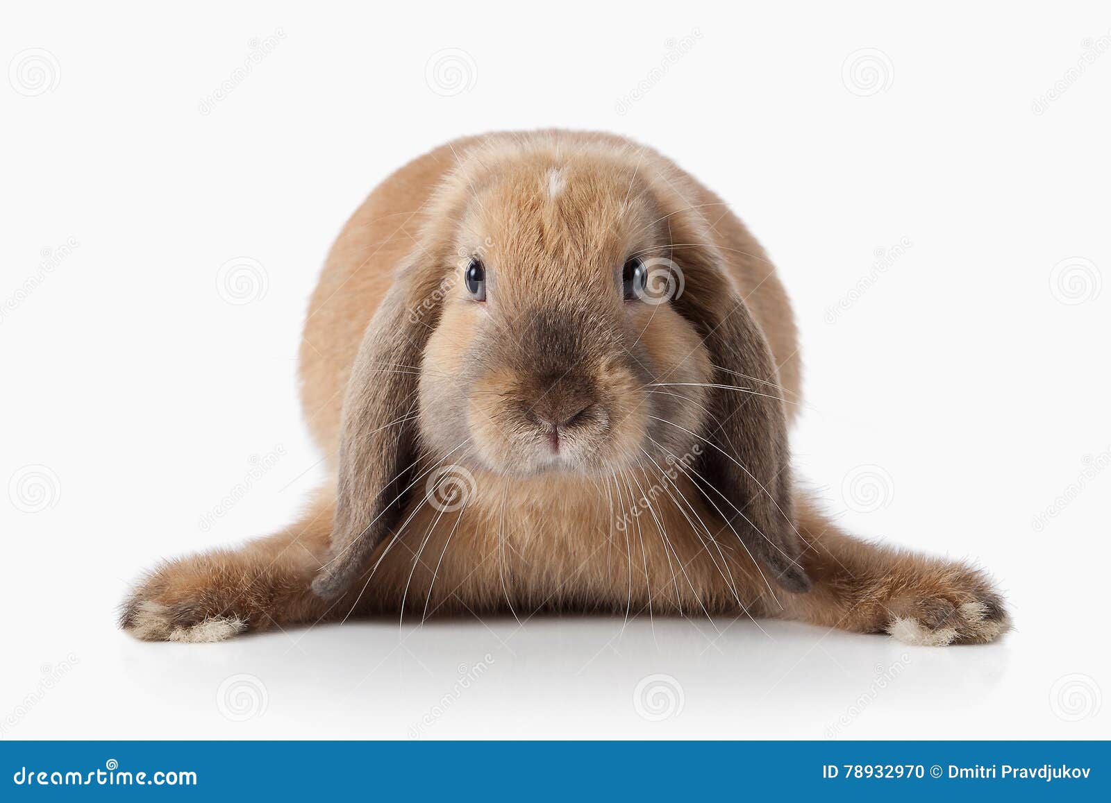 Pet Conejo Aislado En El Fondo Blanco Foto de archivo - Imagen de ...