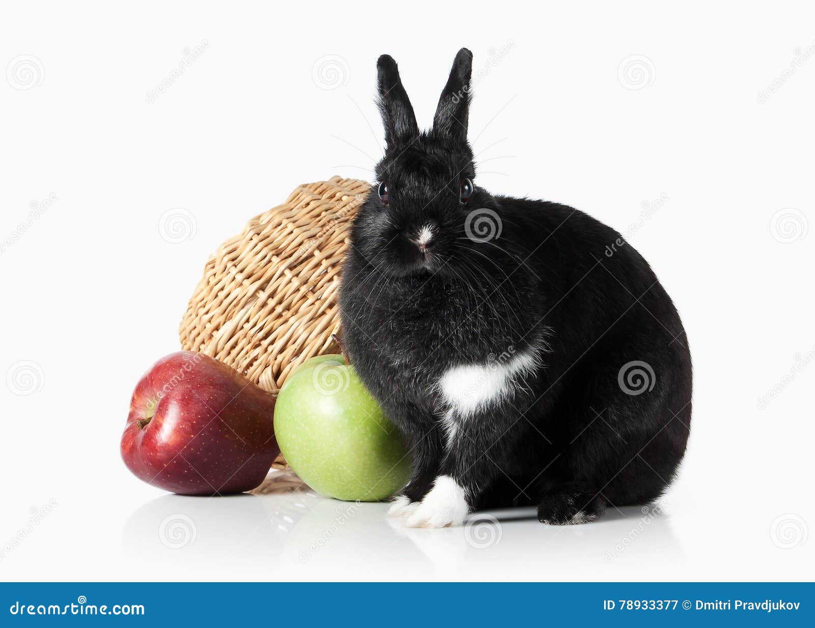 Pet Conejo Aislado En El Fondo Blanco Imagen de archivo - Imagen de ...