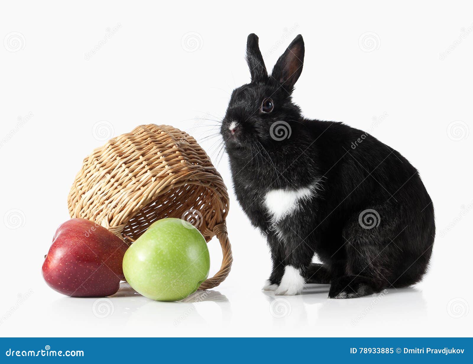 Pet Conejo Aislado En El Fondo Blanco Imagen de archivo - Imagen de ...