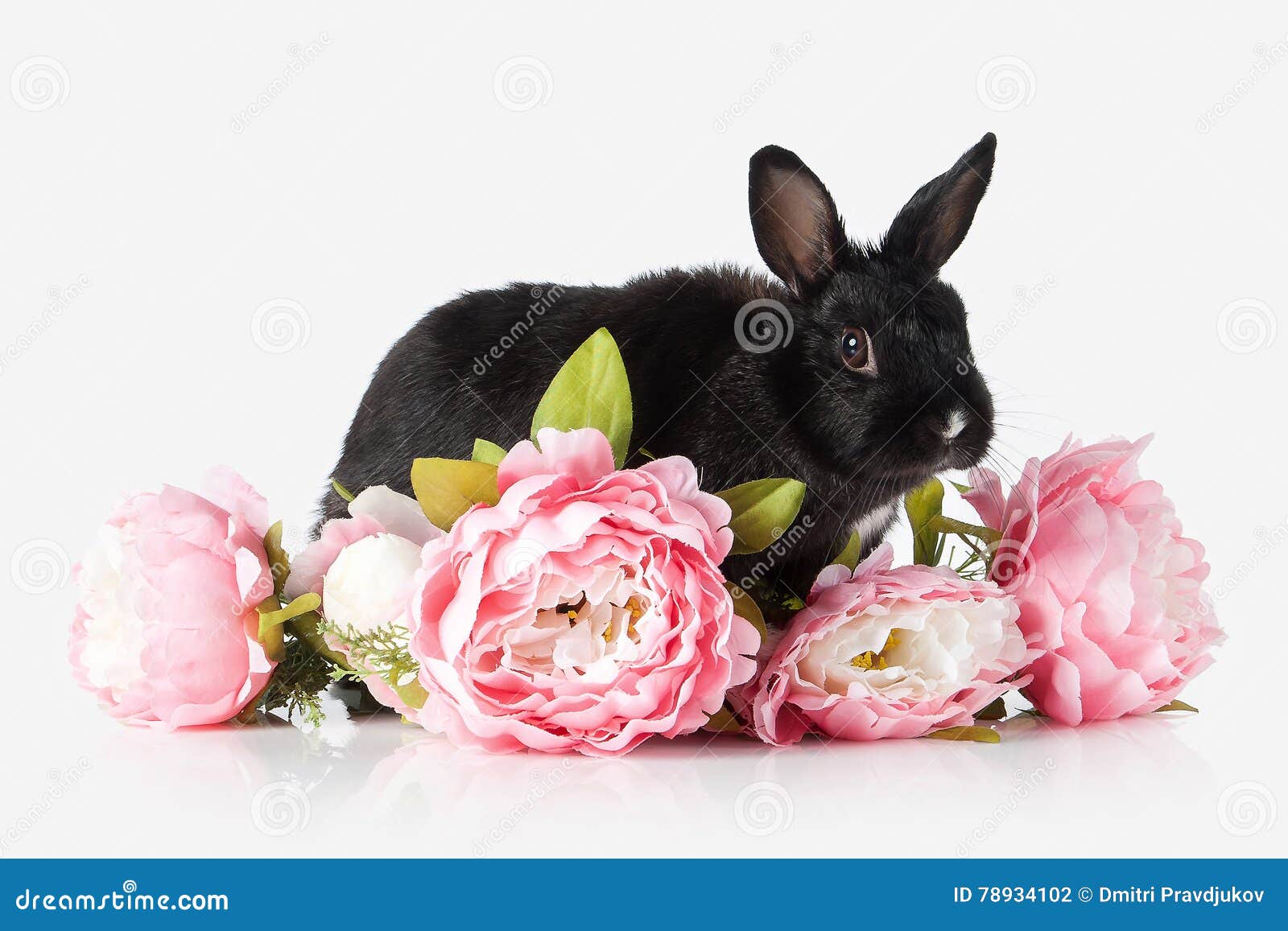 Pet Conejo Aislado En El Fondo Blanco Foto de archivo - Imagen de lindo ...