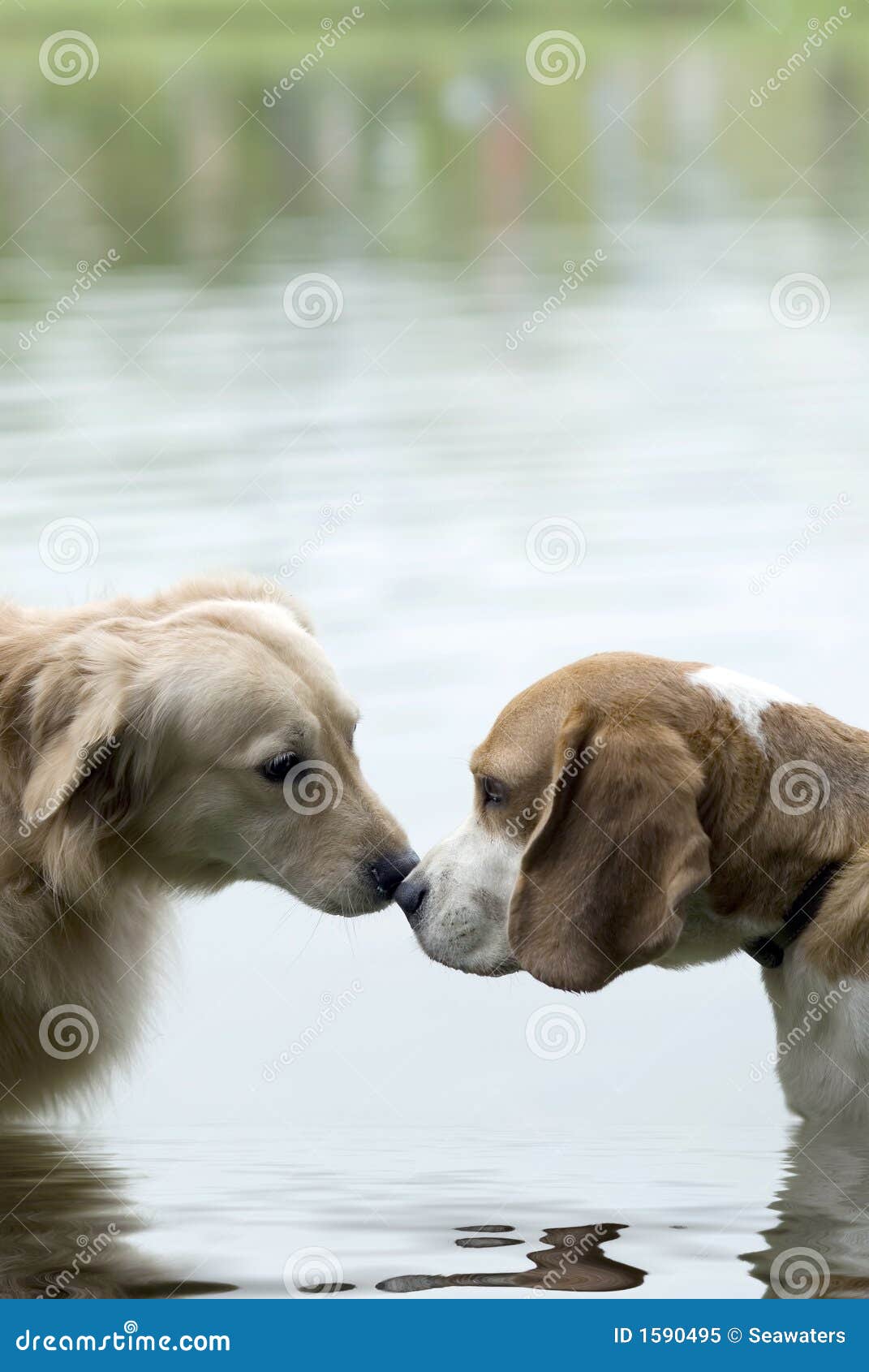 Pet Dog stock image. Image of adorable, reflection, doggie - 1590495