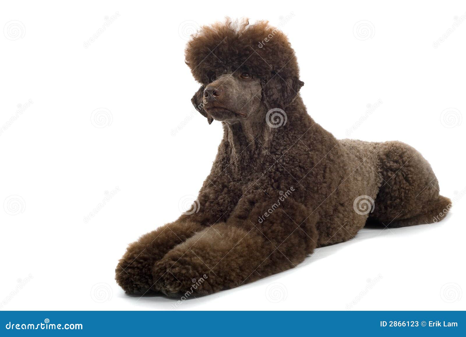 Pet dog stock image. Image of canis, fuzzy, white, familiars - 2866123