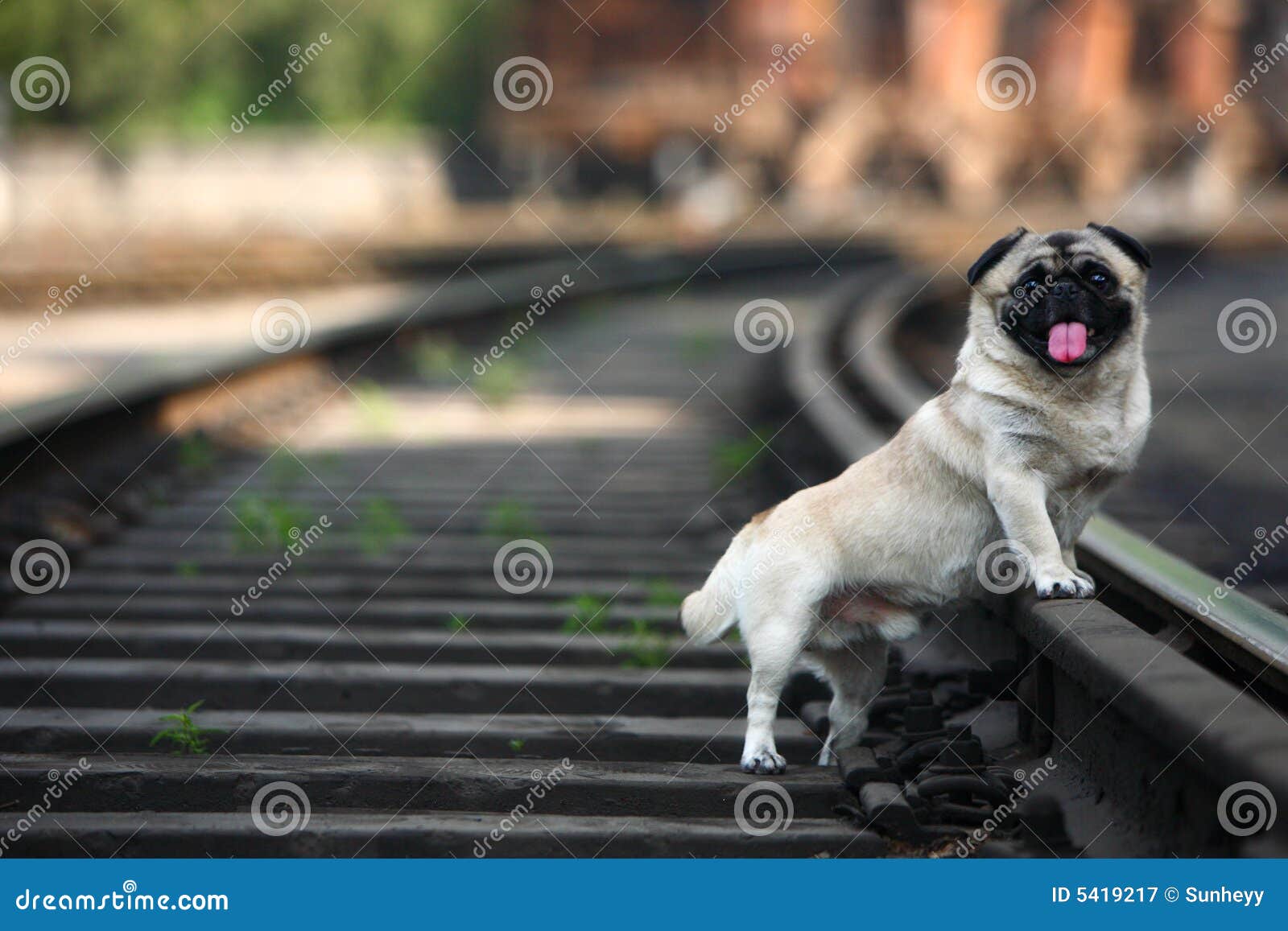 Pet dog stock image. Image of adorable, isolation, head - 5419217