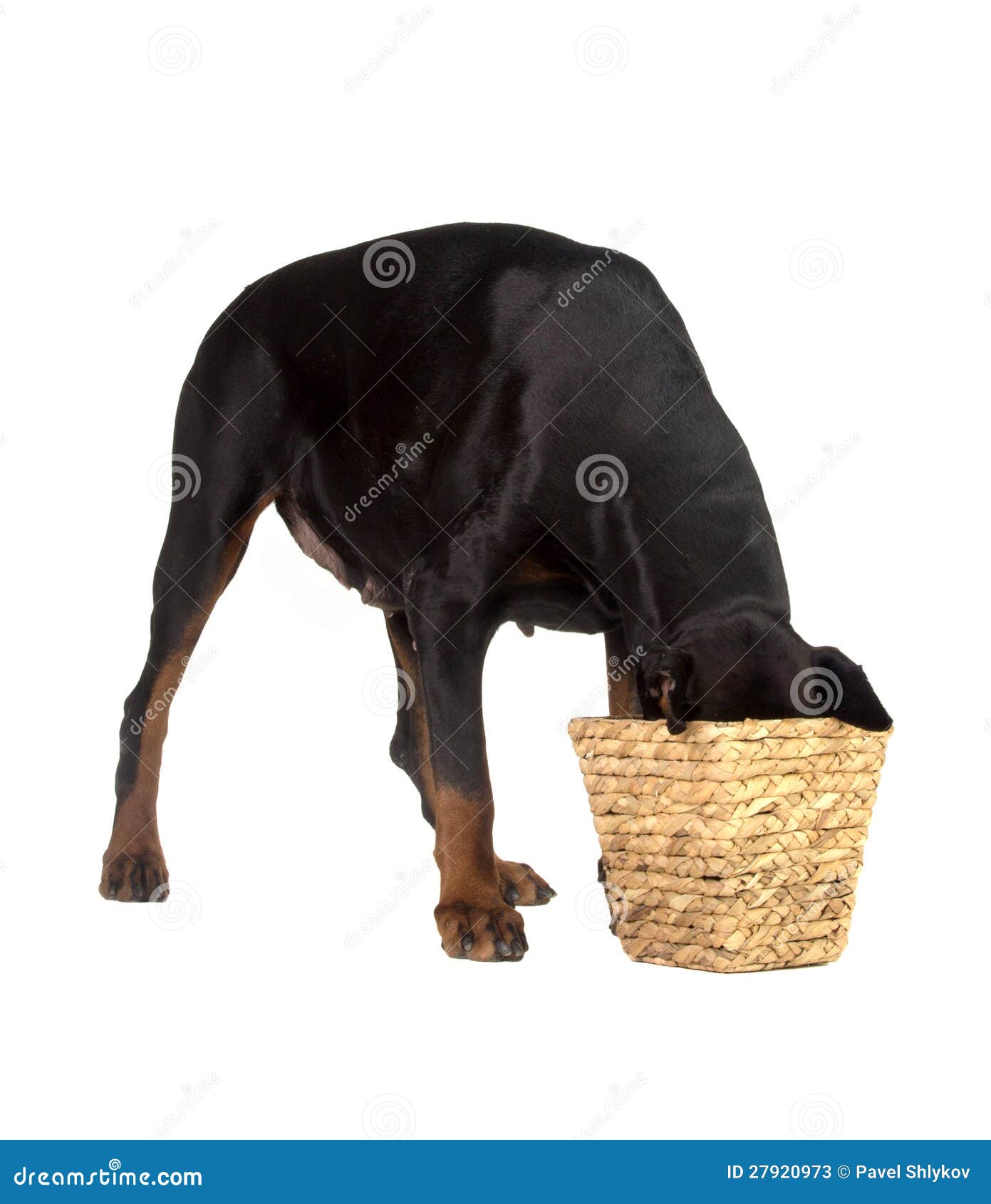 Pet Dog Eating Food from Basket Stock Image - Image of friendly, animal ...
