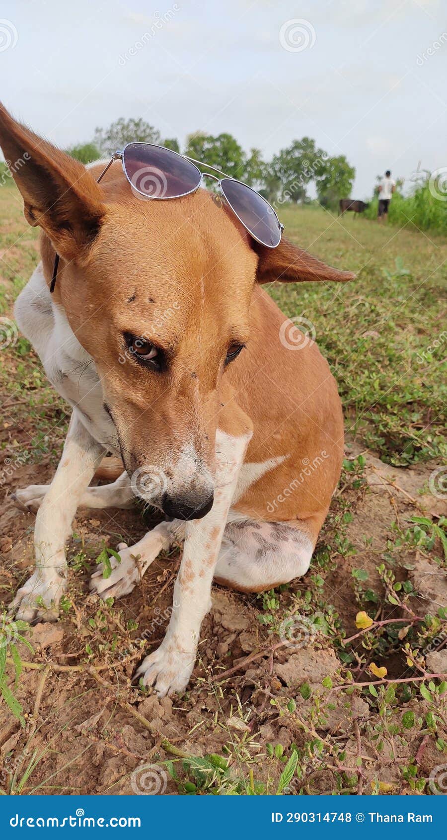A Dog with Glasses, Dog in the Field Stock Photo - Image of animal ...