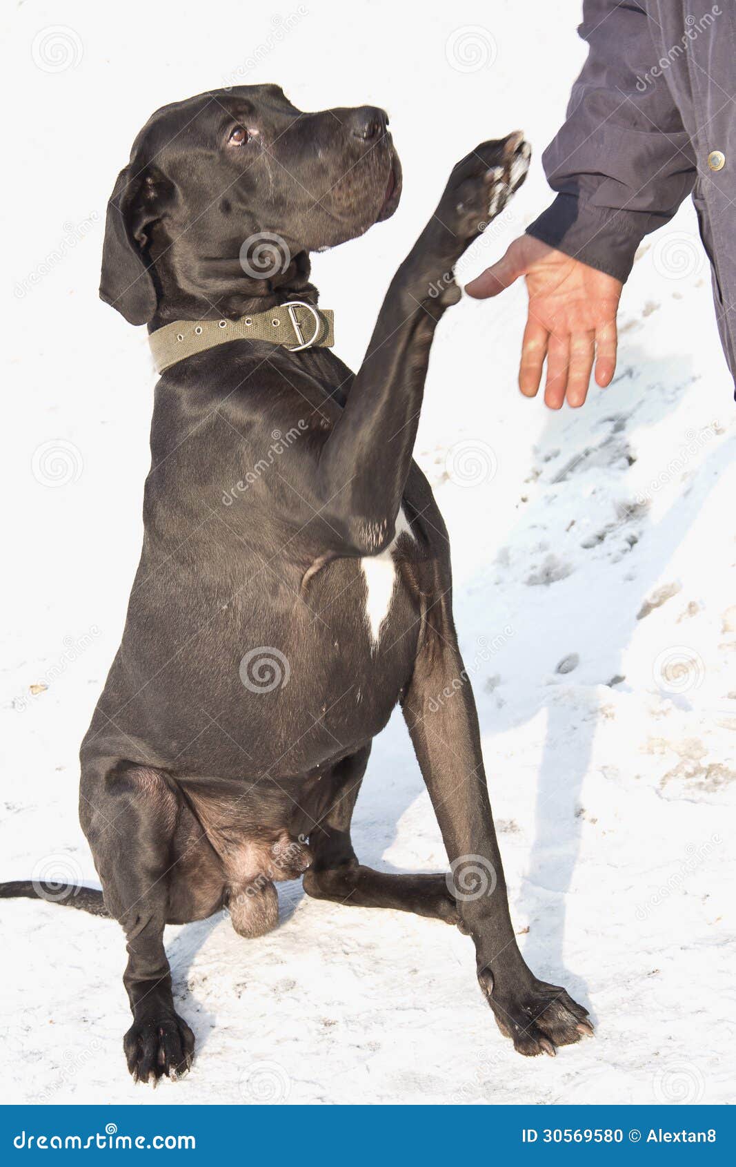 Pet dog handshake men stock photo. Image of shaking, shake - 30569580