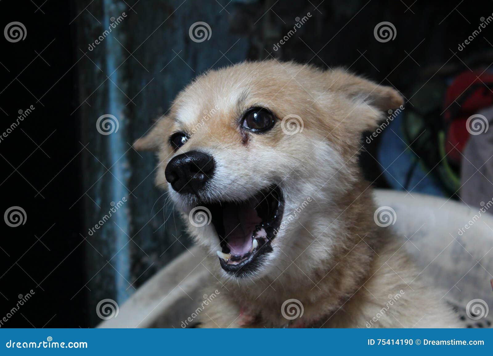 Pet dog stock photo. Image of fangs, teeth, mouth, friend - 75414190