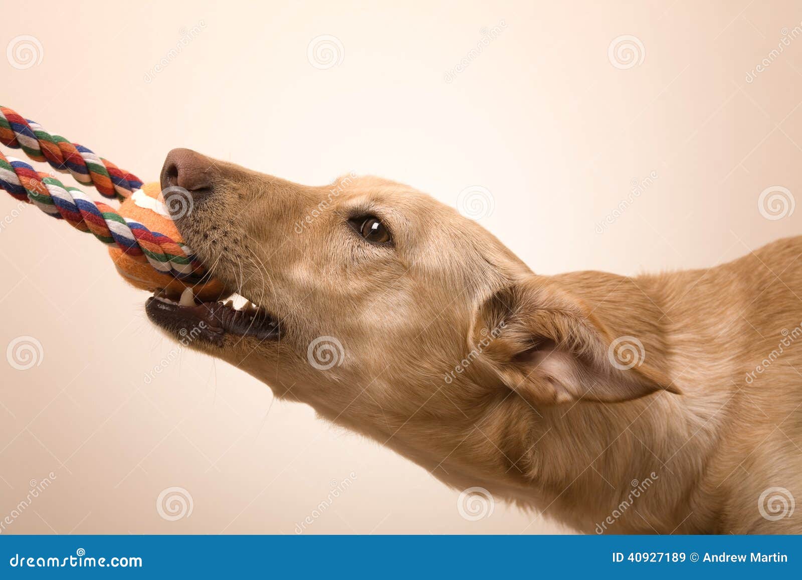 Pet dog stock image. Image of play, colorful, rope, background - 40927189