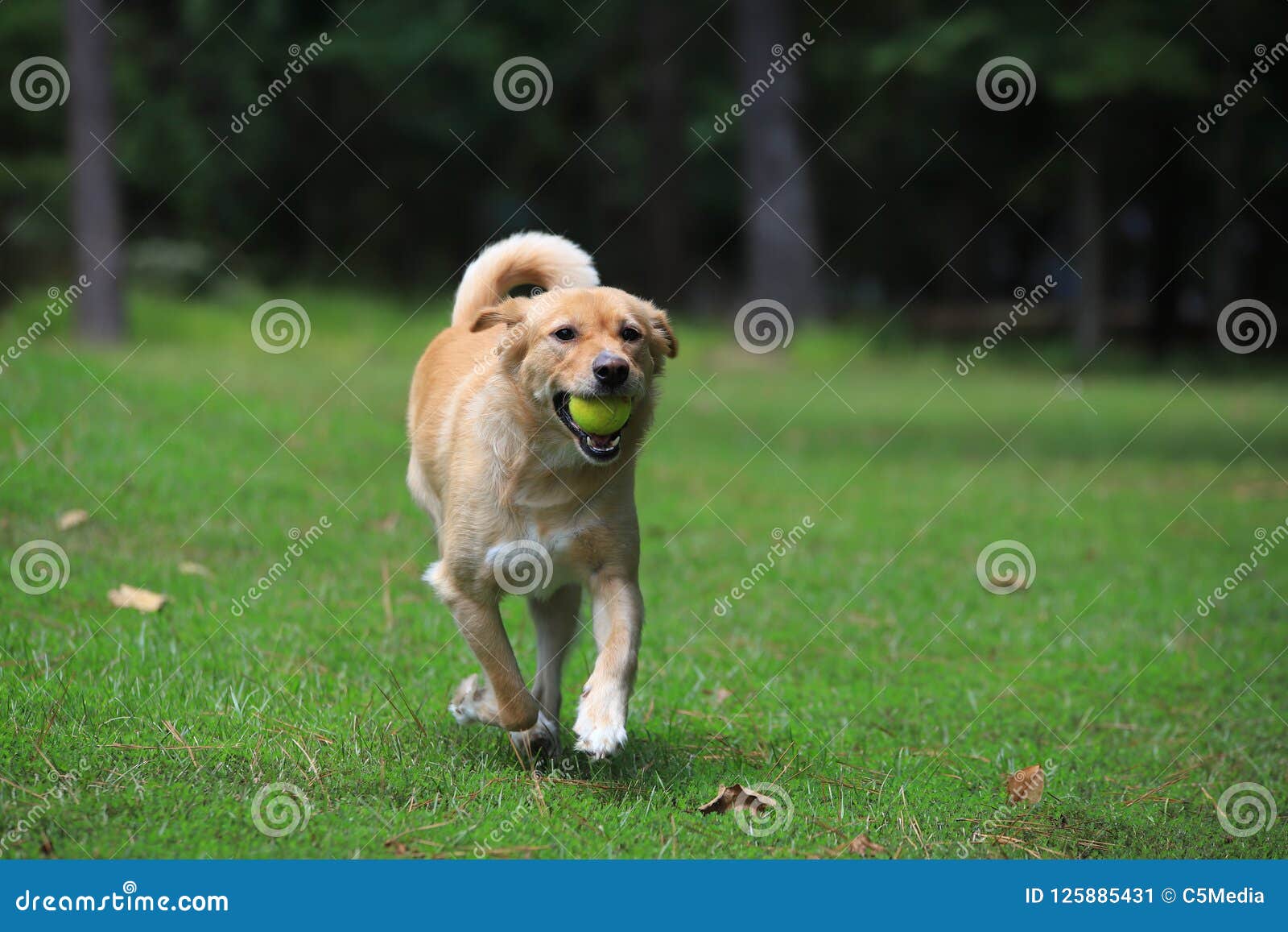 Pet dog running with ball stock image. Image of domestic - 125885431