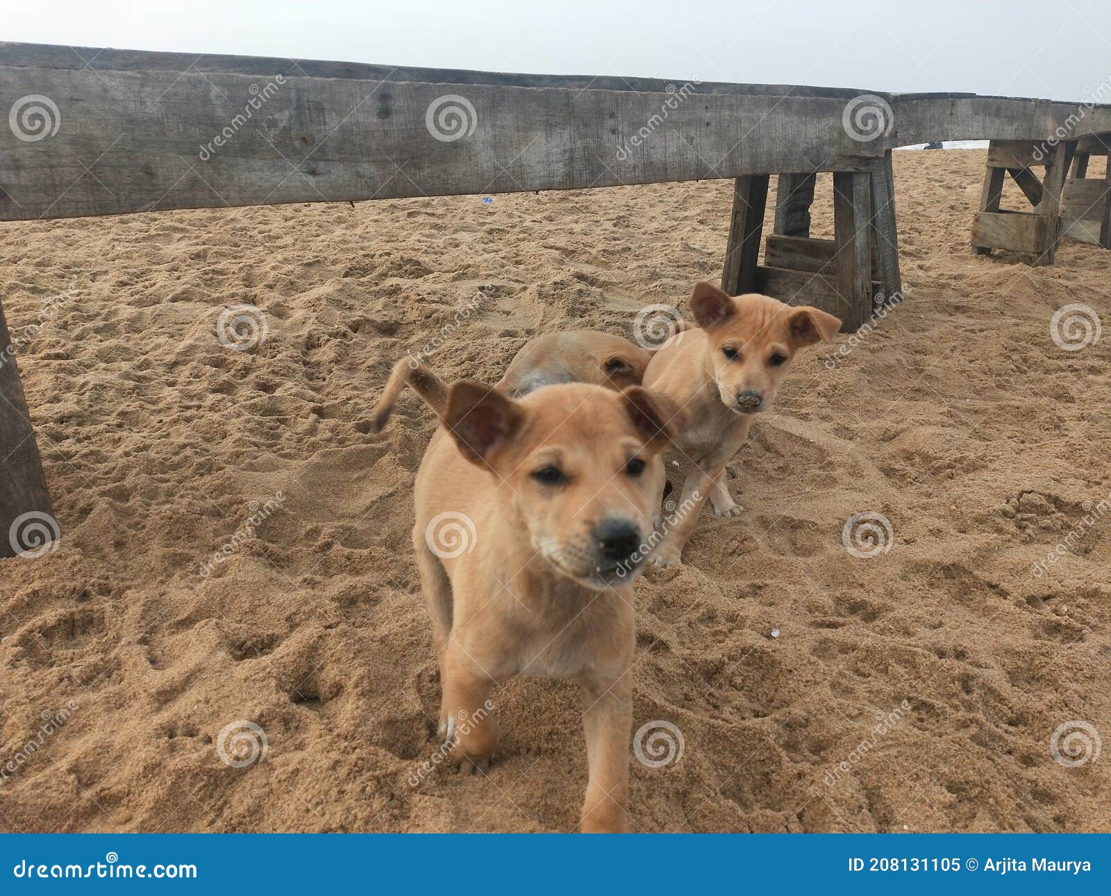 Pet dog on sand stock image. Image of sand, beach, faithful - 208131105