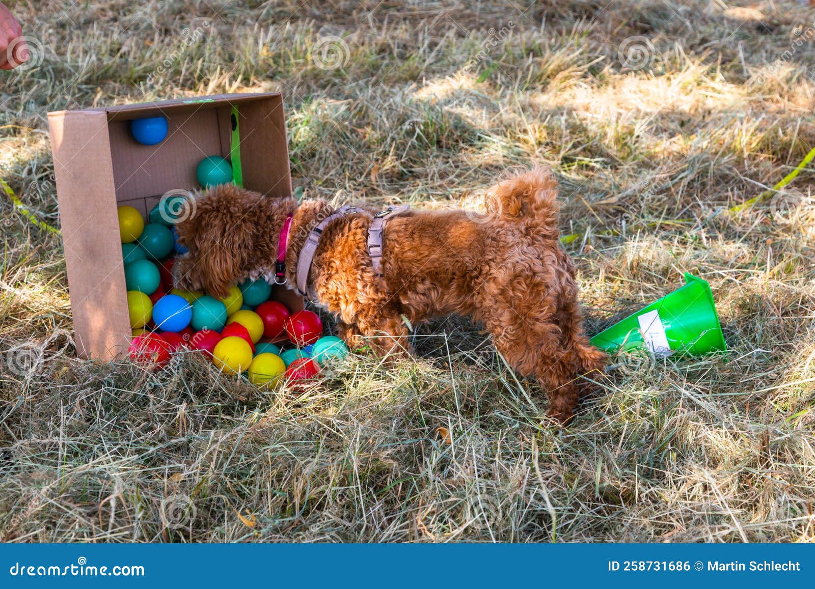 Pet Dog in Dog School Searching Stock Photo - Image of brown, straw ...