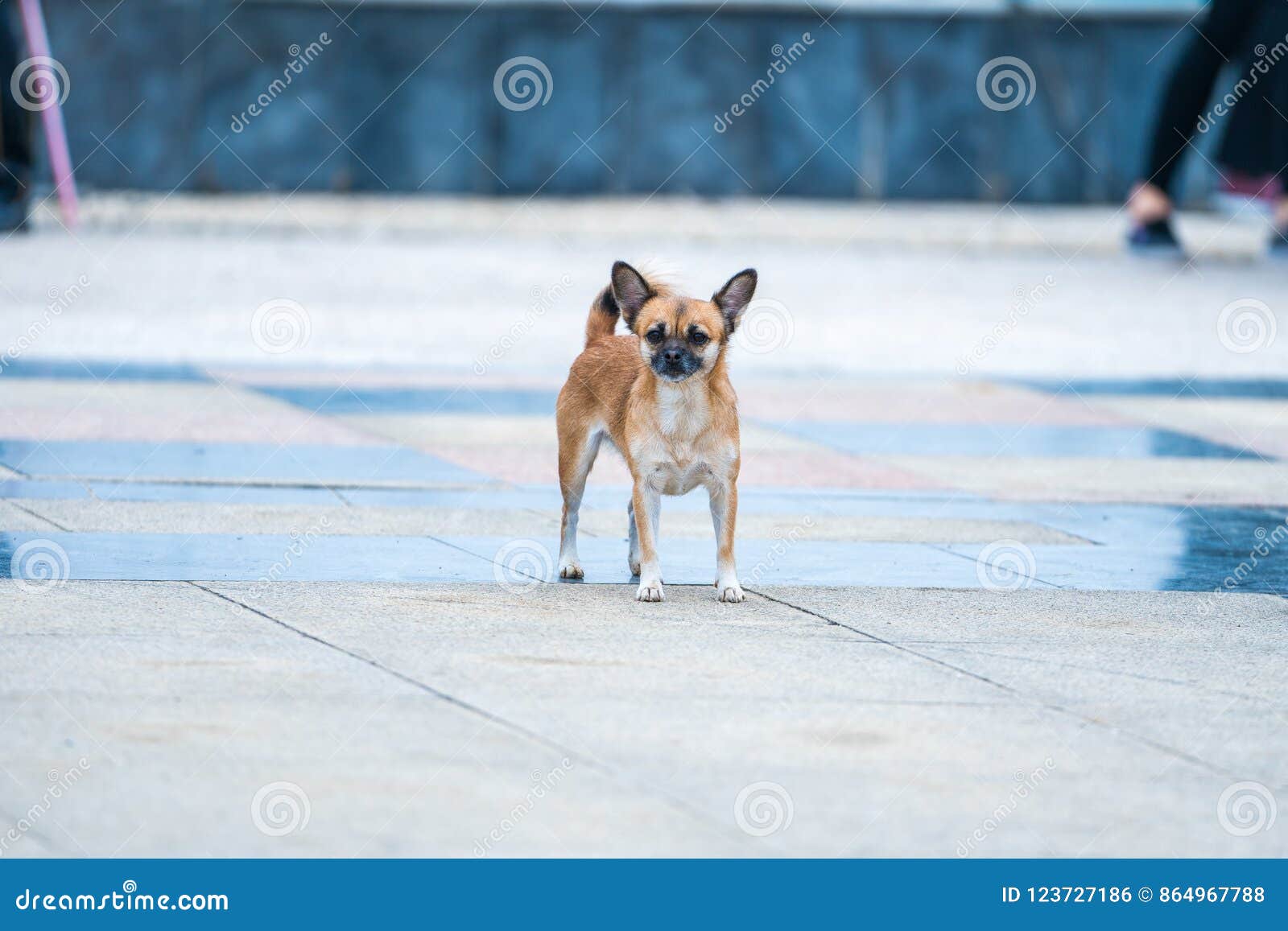 A Pet Dog Snapped in a Park Stock Photo - Image of playful, domestic ...