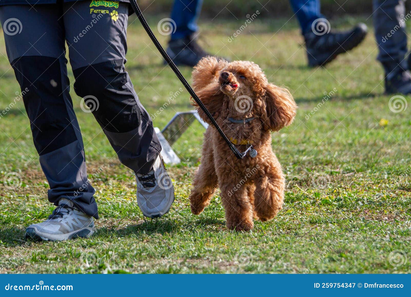 Pet Dogs Competitions of Skill and Obedience Editorial Photography ...