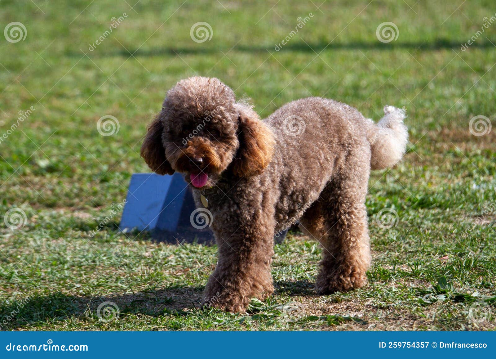 Pet Dogs Competitions of Skill and Obedience Editorial Photography ...