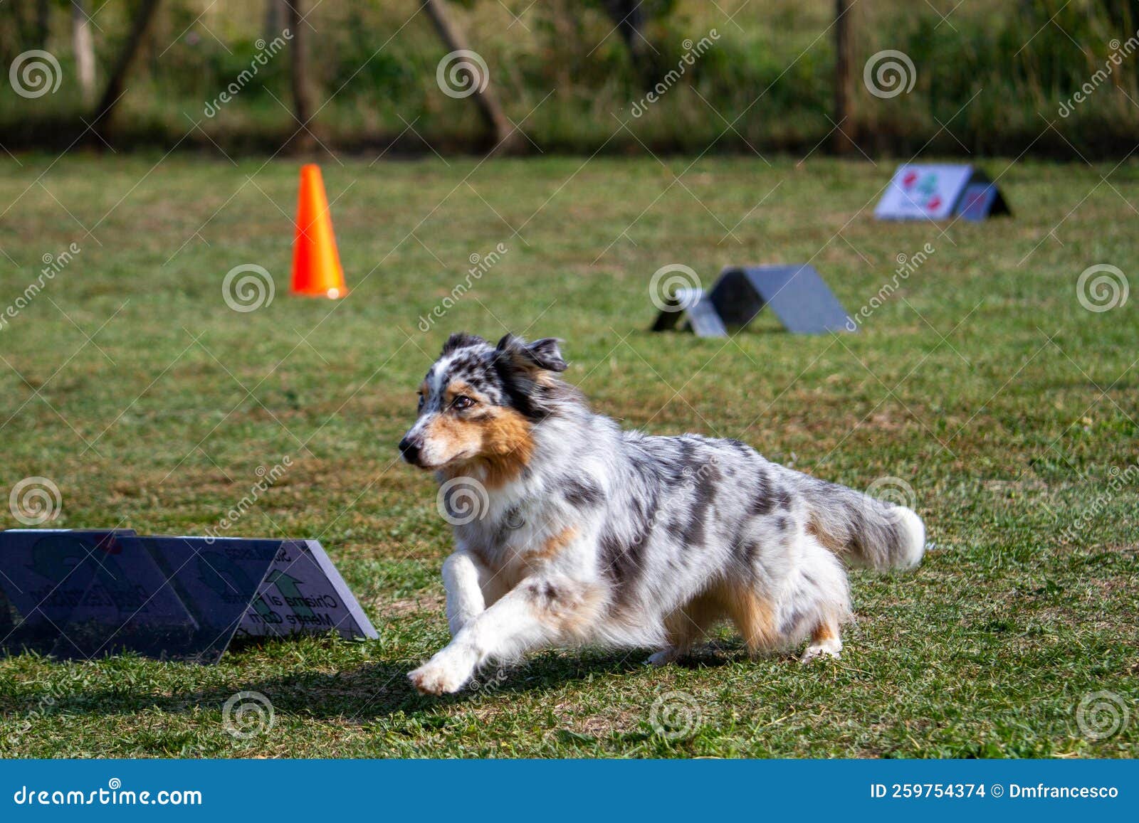 Pet Dogs Competitions of Skill and Obedience Editorial Stock Image ...