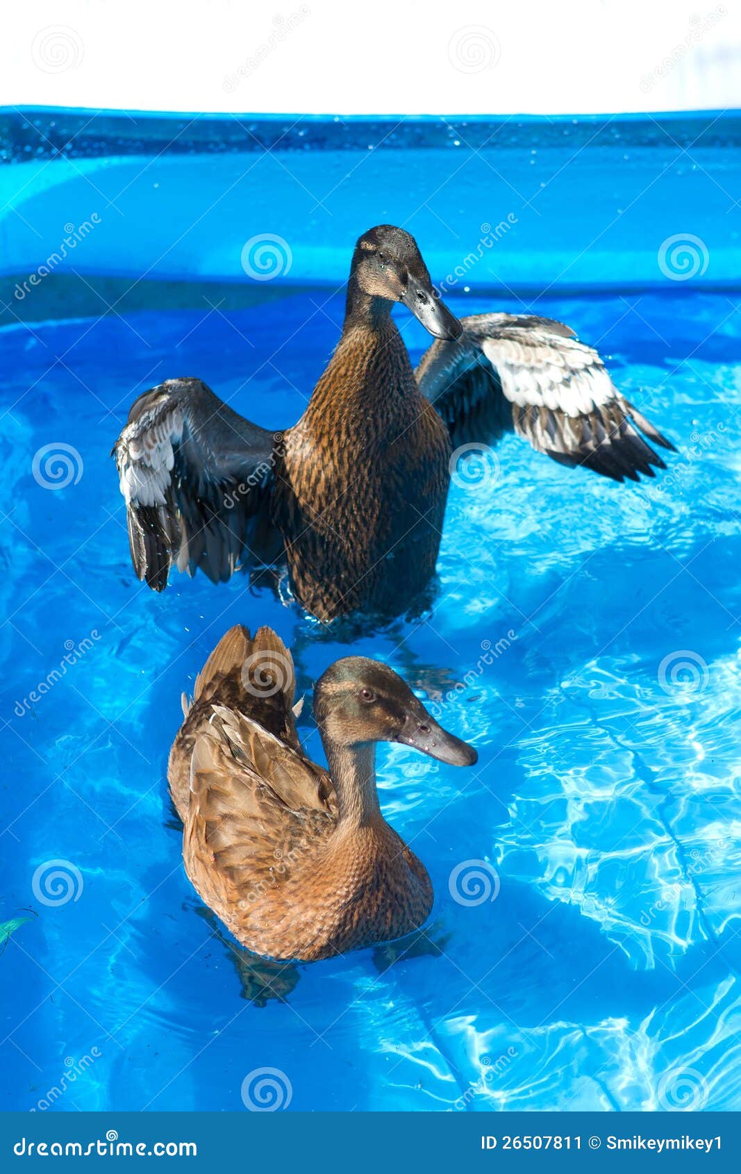 Pet Ducks in a Child S Pool Stock Image - Image of birdwatching, anas ...