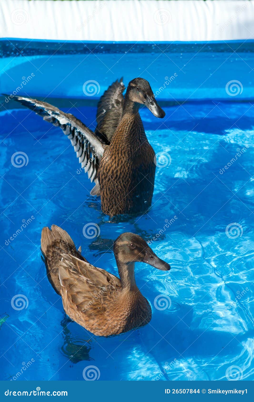 Pet Ducks in a Child S Pool Stock Photo - Image of grass, nature: 26507844