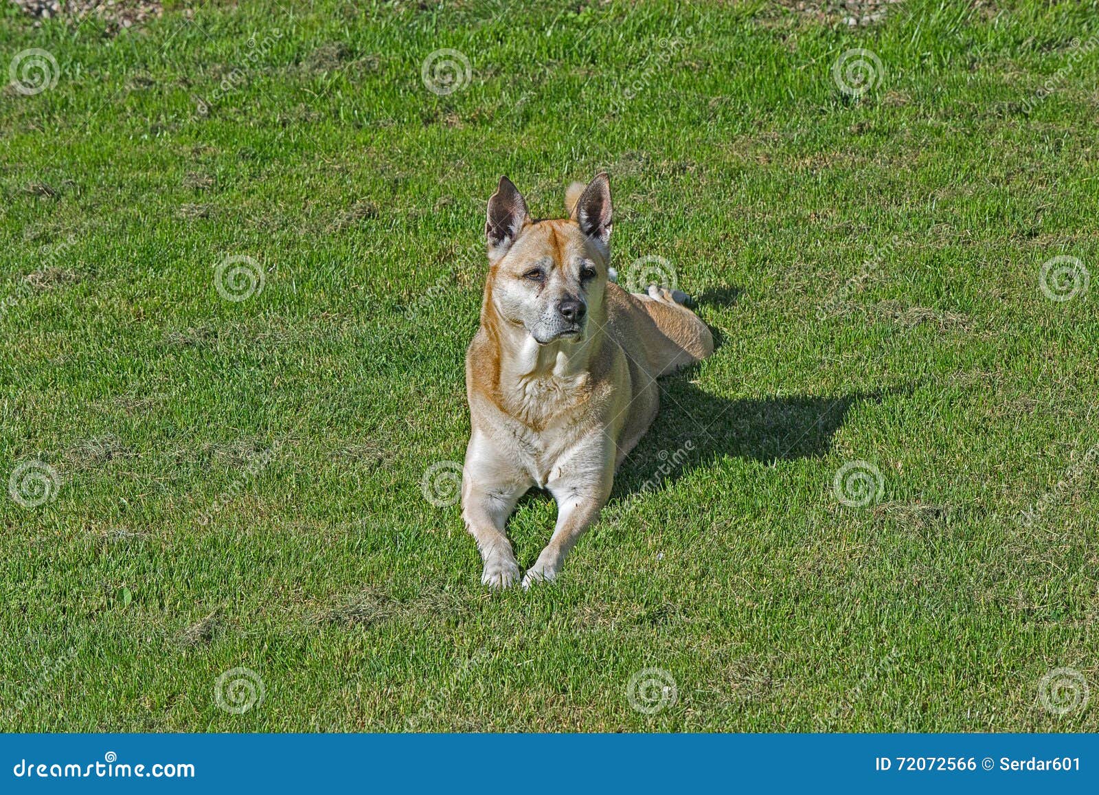 Pet stock photo. Image of resting, deck, housebroken - 72072566