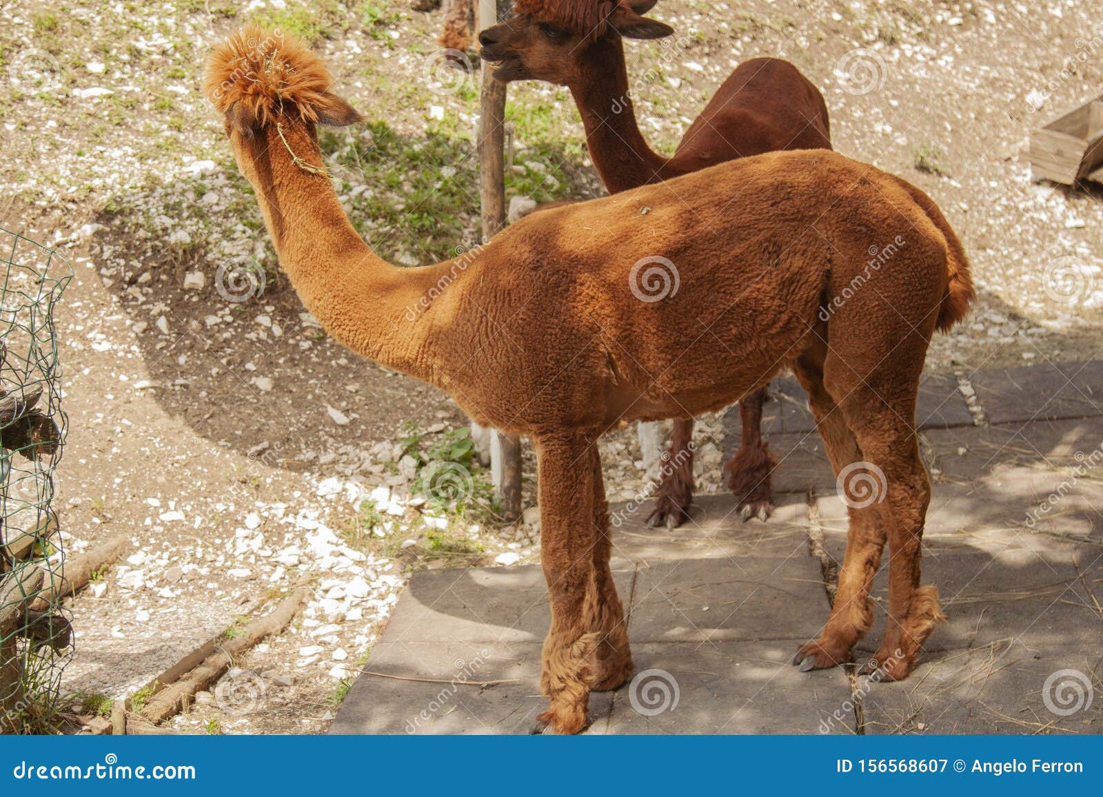 Pet Famous for Alpaka Alpaca Wool Stock Image - Image of country ...