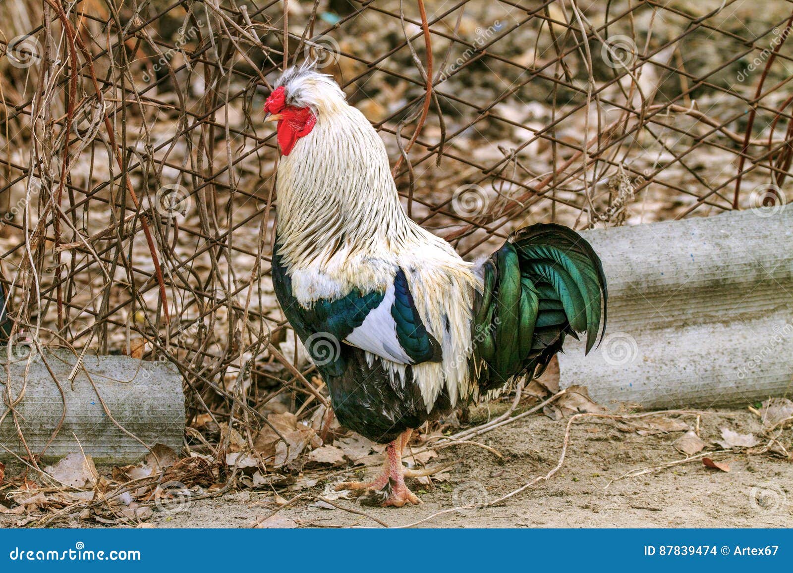 Pet on a farm bird rooster stock photo. Image of brown - 87839474