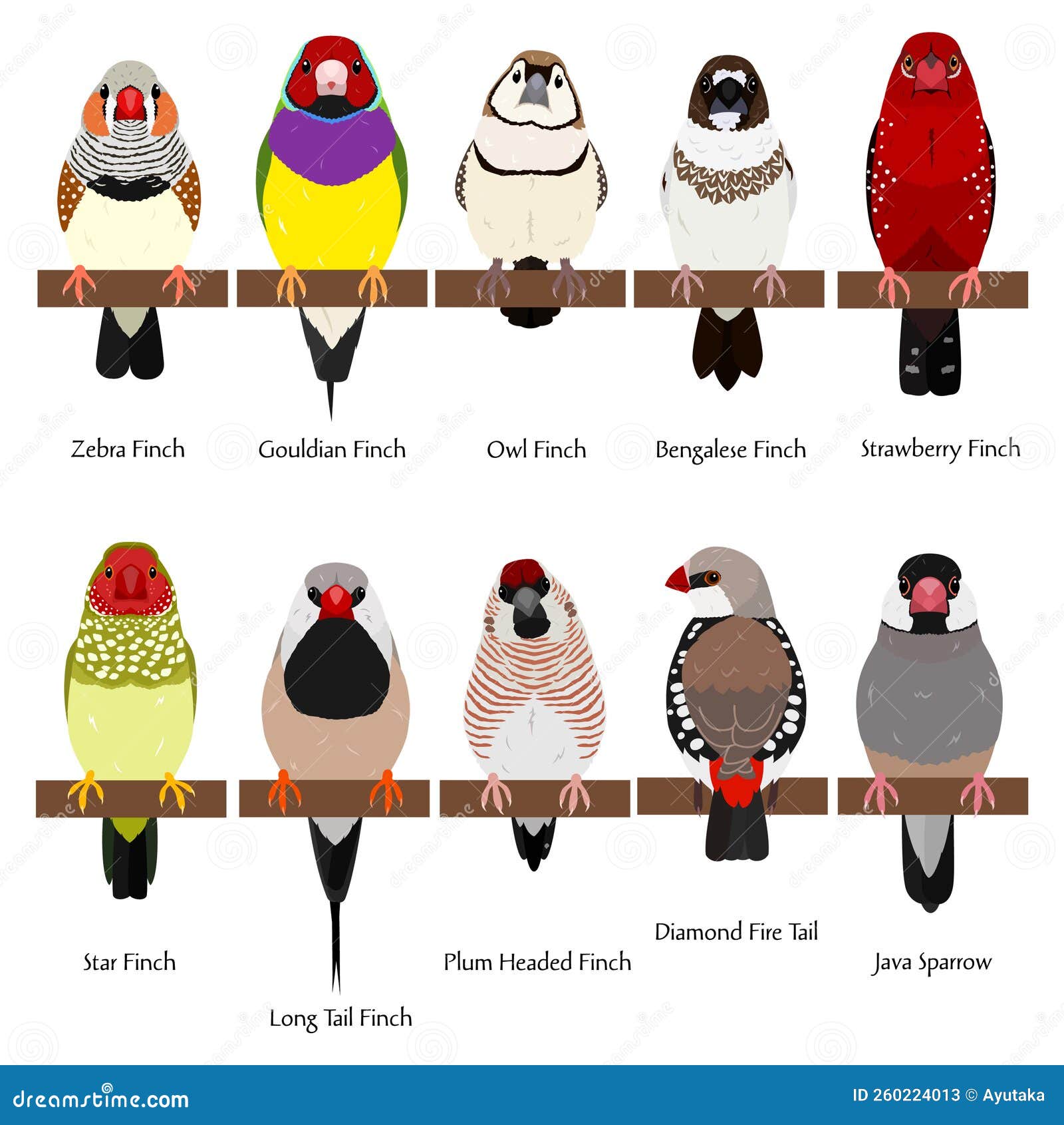 Pet Finches Bundle Cartoon Vector | CartoonDealer.com #260224013
