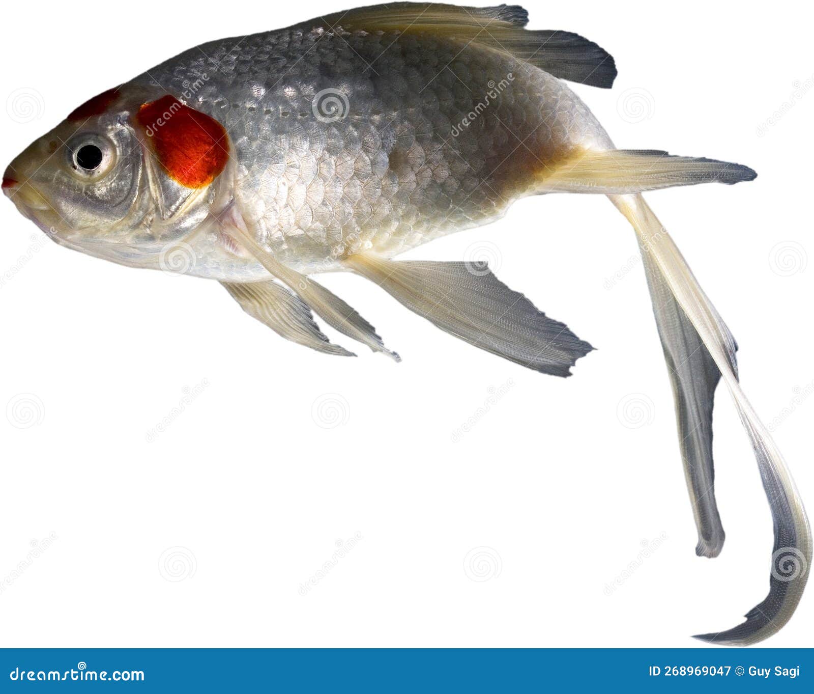 Pet Fish Tired from Over Working Stock Image - Image of colorful, gray ...
