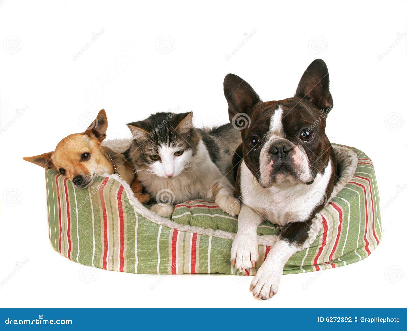 Pet friends stock photo. Image of feline, chihuahua, terrier - 6272892