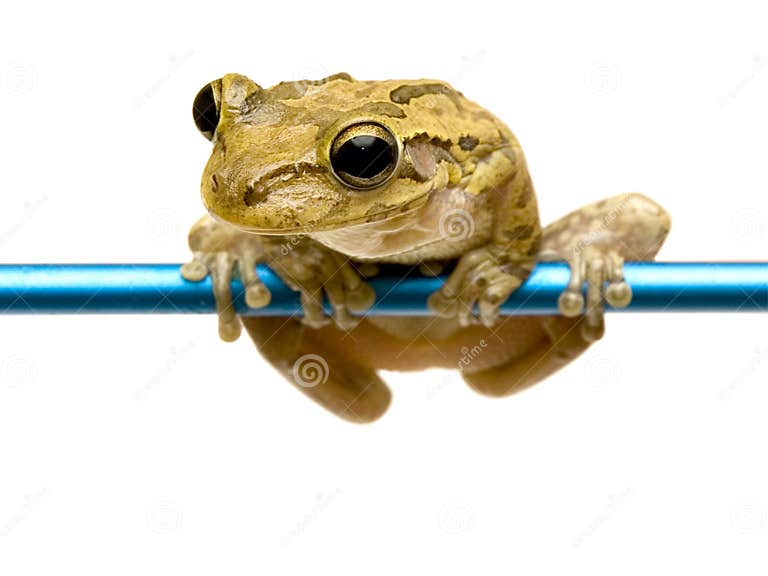 Pet Froggie stock image. Image of croaker, reptile, nature - 1559979
