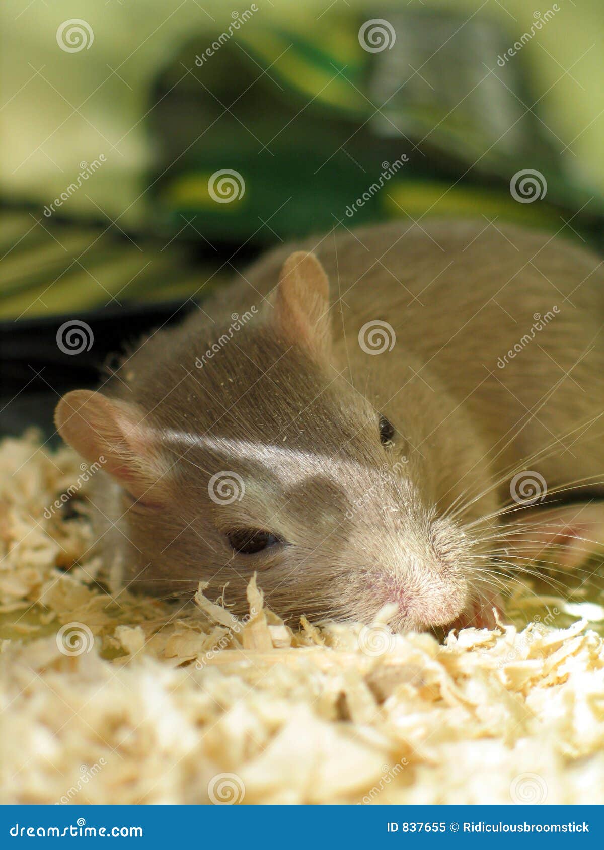 Pet gerbil sleeping stock image. Image of sweet, dozy, lethargic - 837655