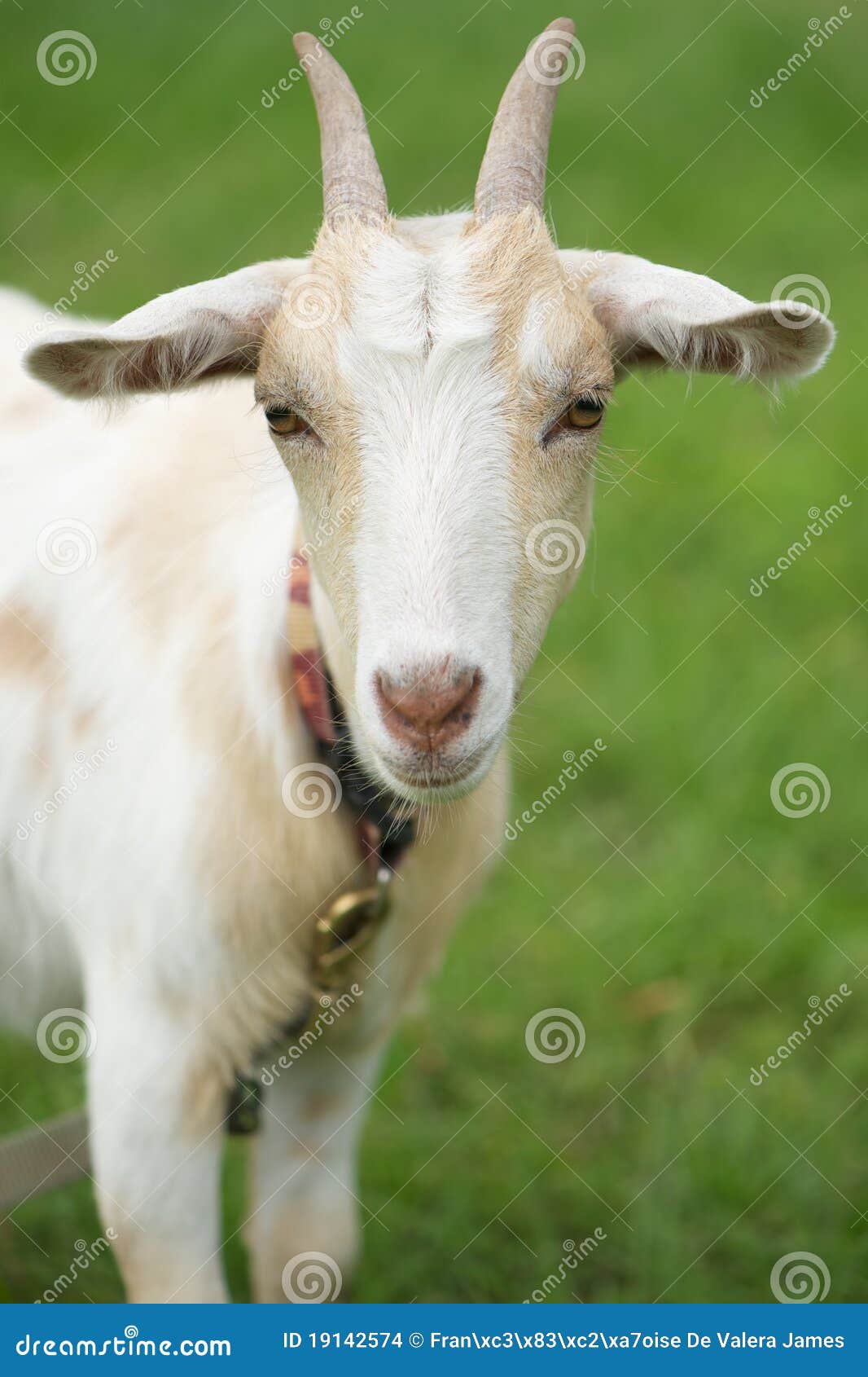 Pet goat stock photo. Image of lead, domesticated, male - 19142574