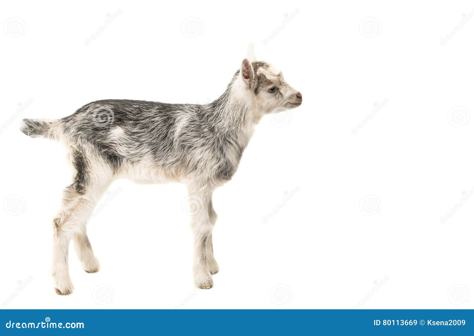 Pet Gray goat isolated stock image. Image of breed, themes - 80113669
