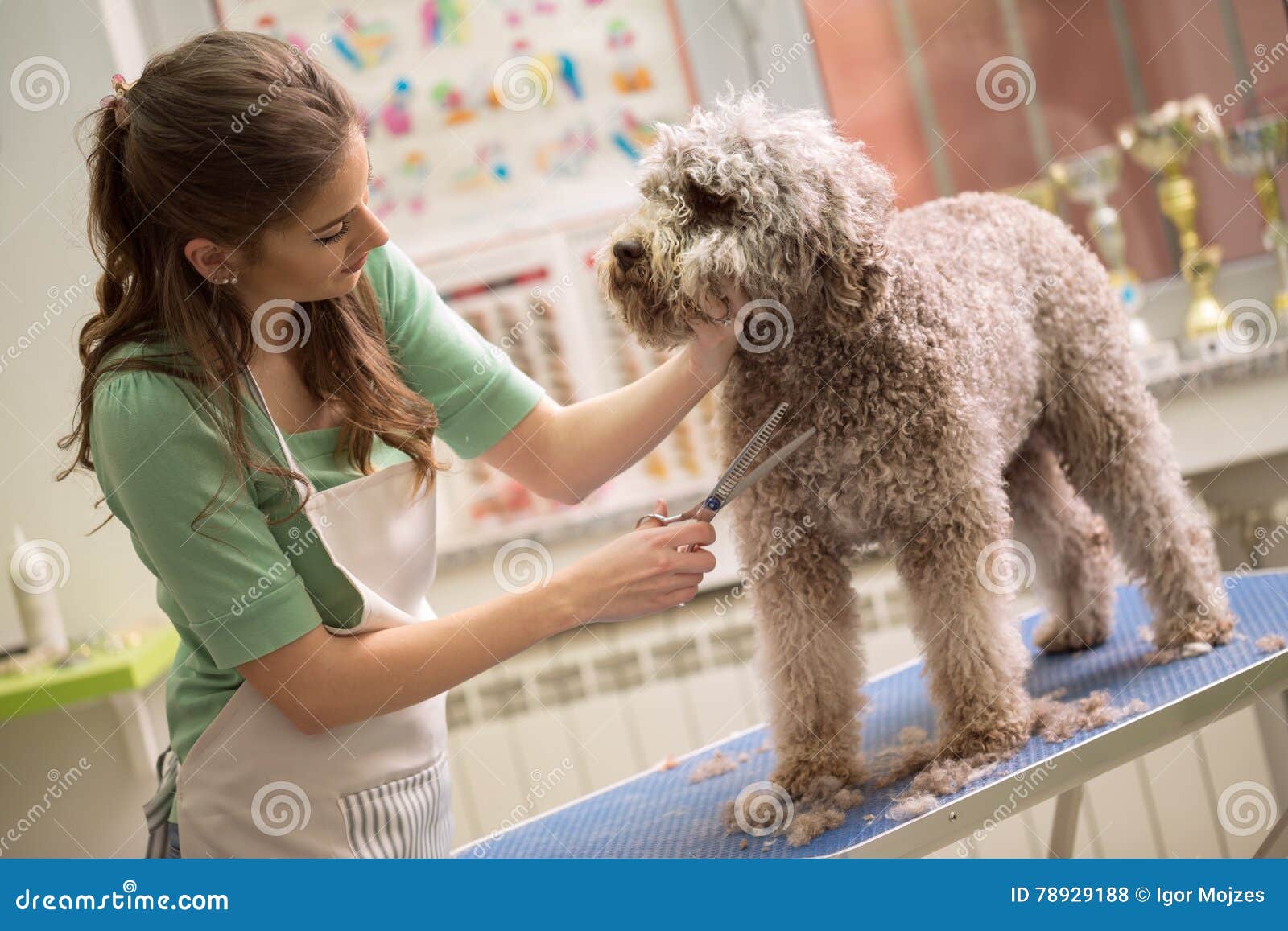 Dog Grooming Stock Image | CartoonDealer.com #11713309