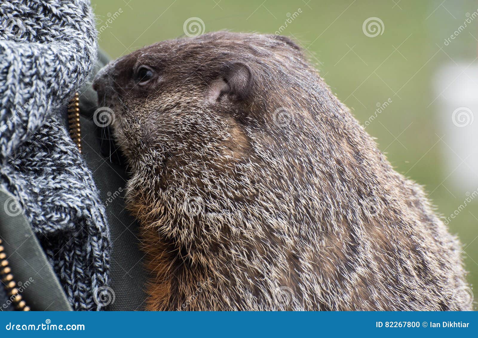 Pet groundhog stock photo. Image of hand, meal, ground - 82267800
