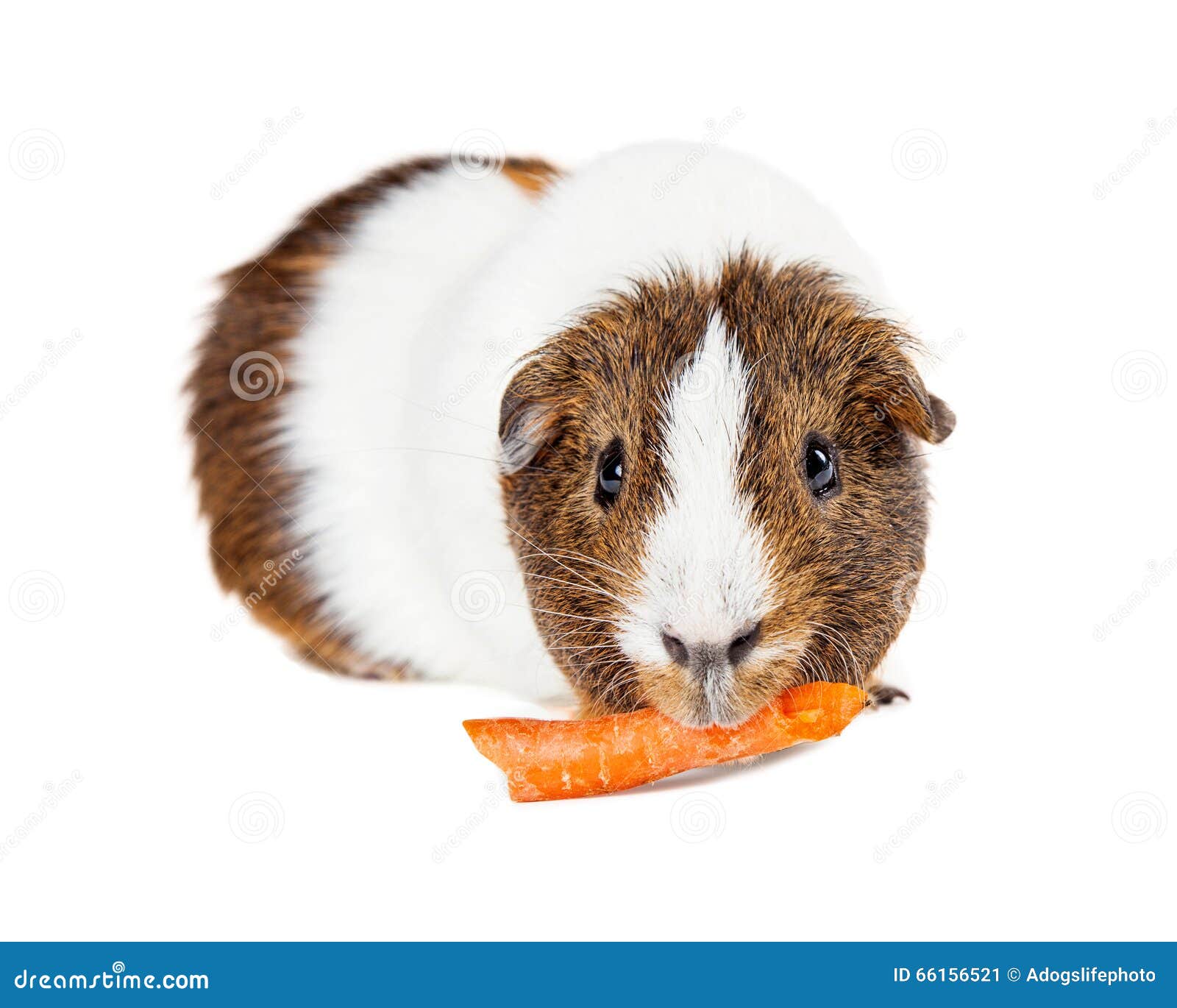 Pet Guinea Pig Eating Carrot Stock Image - Image of domestic, studio ...