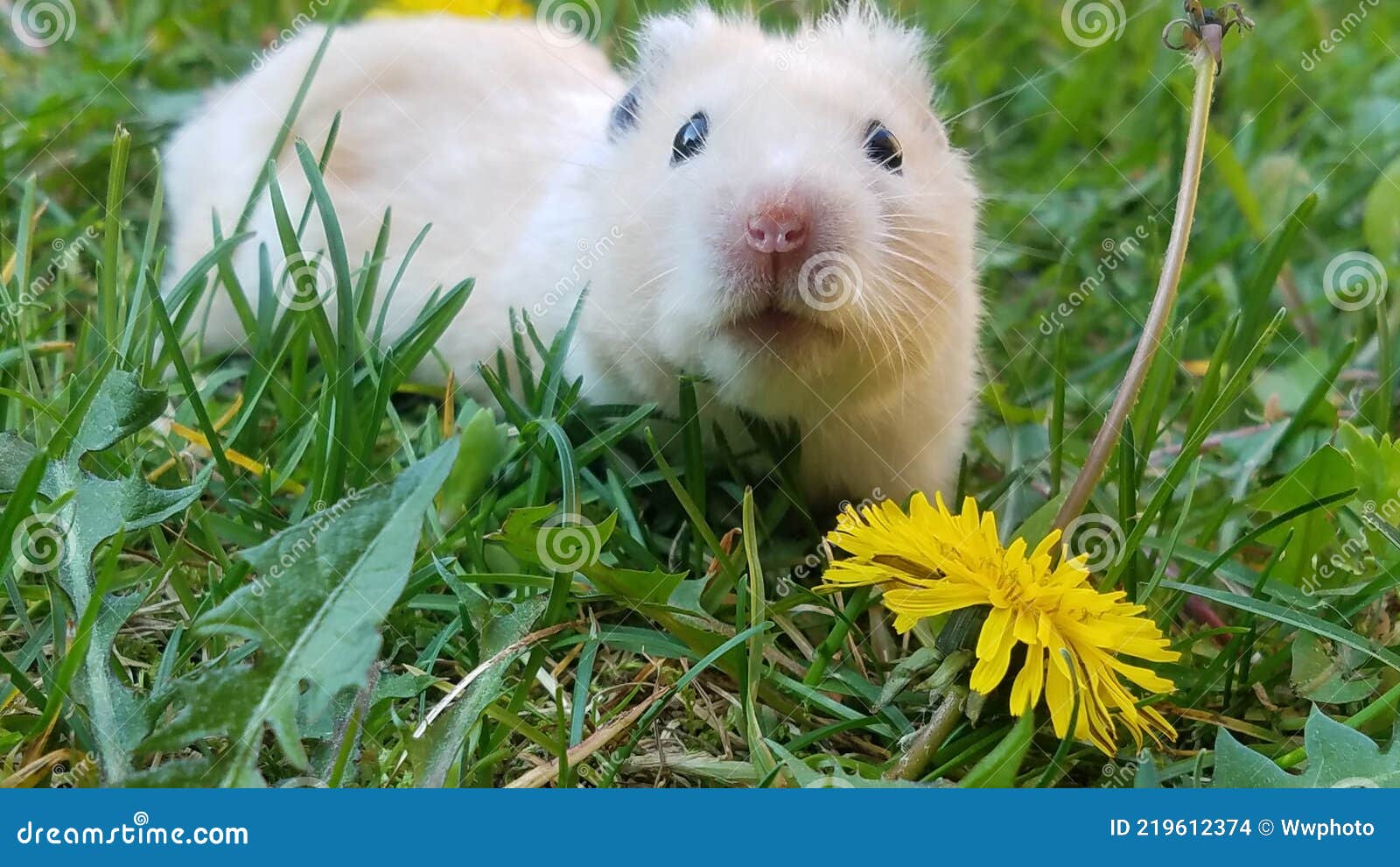 Pet hamster on the grass stock photo. Image of eyes - 219612374