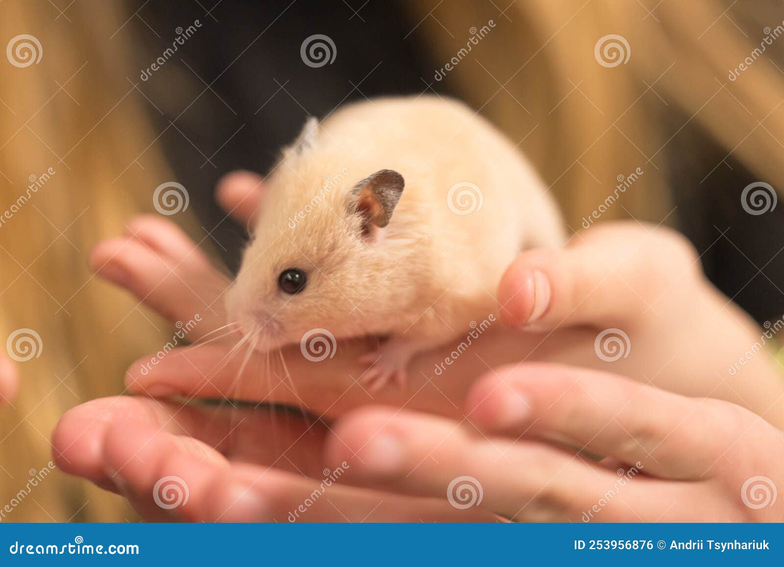 Pet Hamster in the Hands of a Child. Stock Photo - Image of hand ...