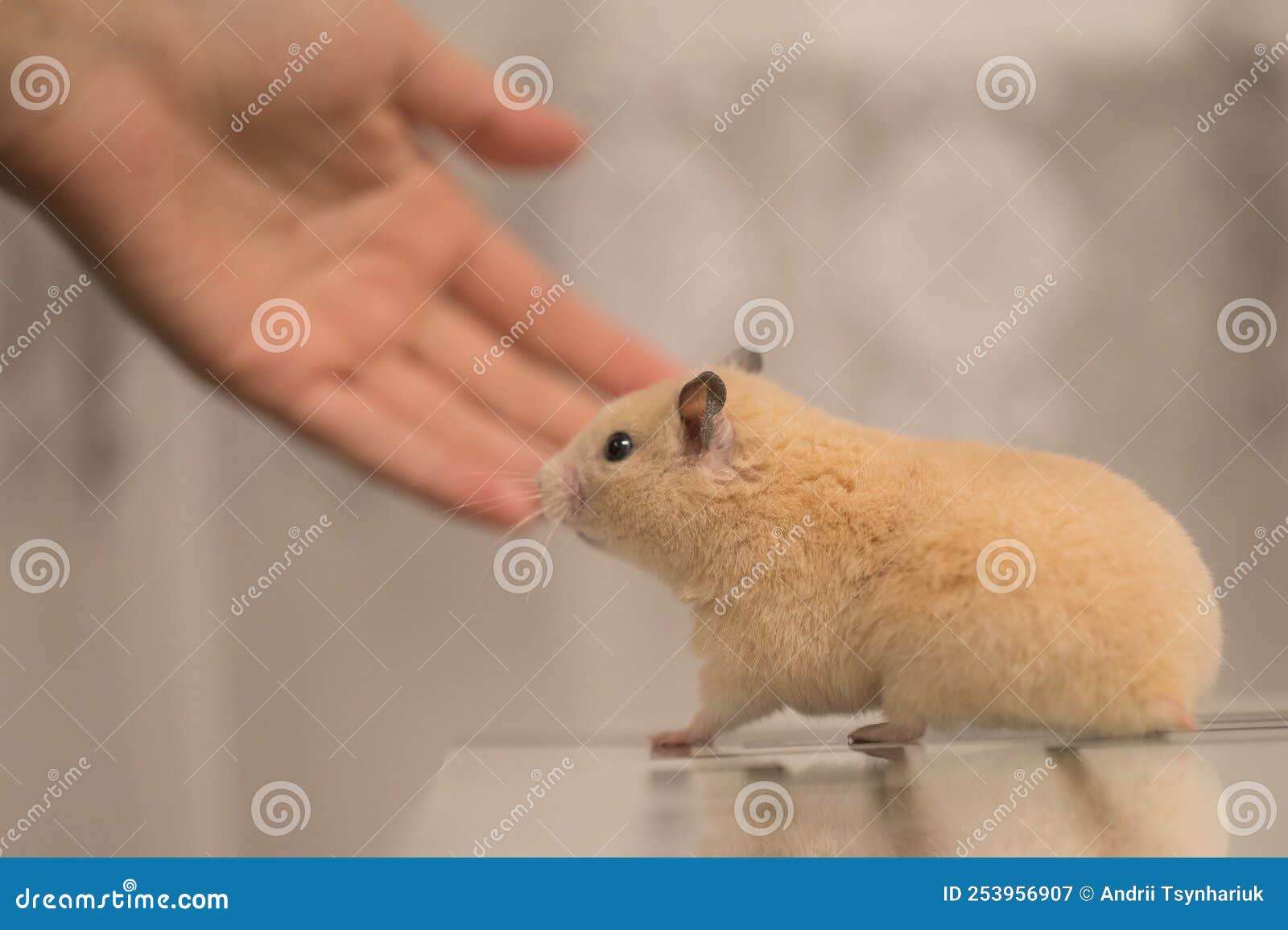 Pet Hamster in the Hands of a Child. Stock Image - Image of little ...