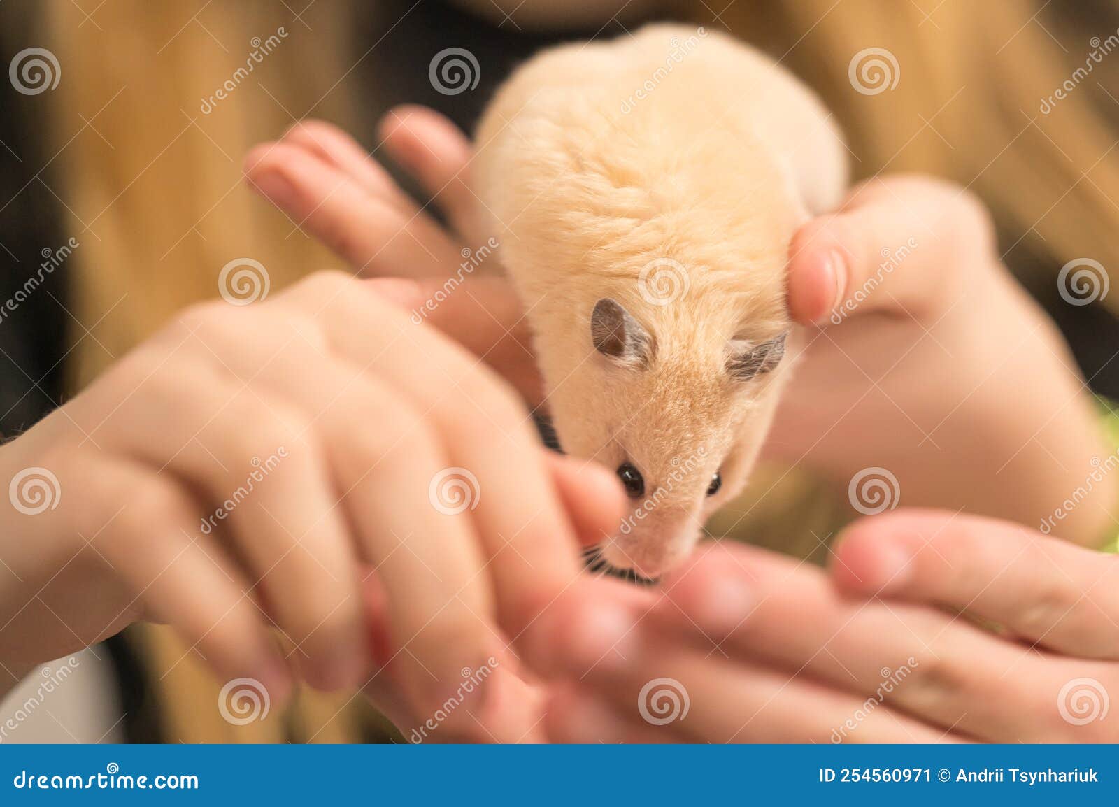 Pet Hamster in the Hands of a Child. Stock Image - Image of curiosity ...