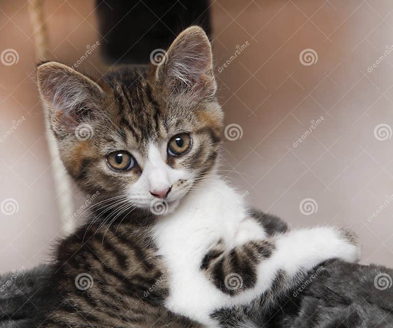 Pet kitten stock image. Image of kitty, kitten, vets - 19952007