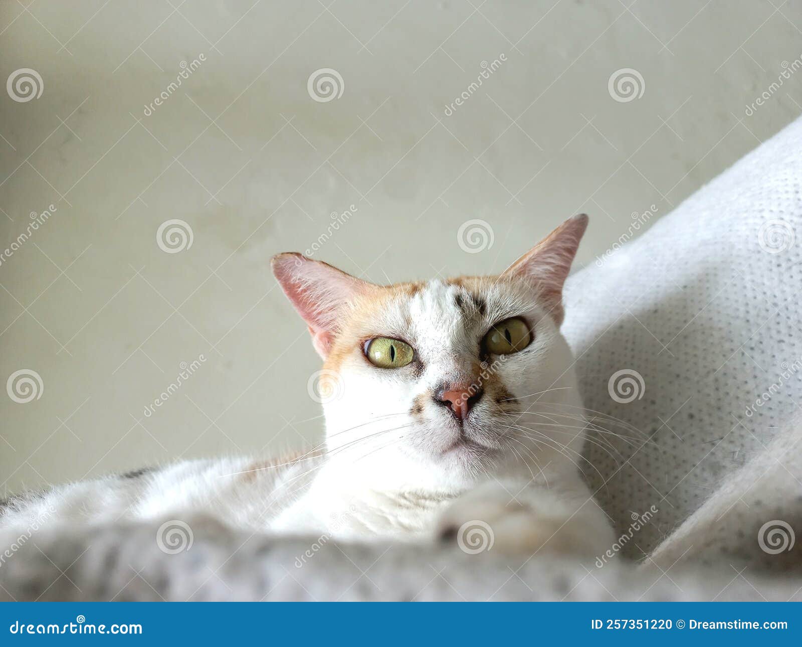 Pet Kitten Wildcat Cat Relax Sit Down Stock Photo - Image of skin ...
