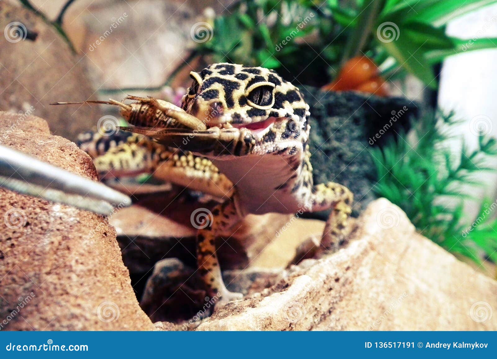Gecko Lizard Eublephar Eats Cricket Stock Image - Image of ancient ...