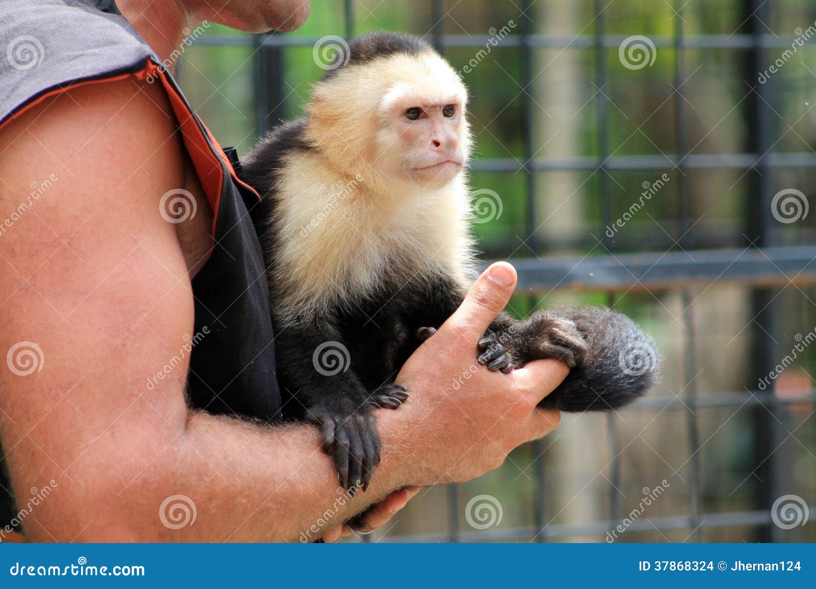 Pet monkey being held stock photo. Image of held, fingers - 37868324