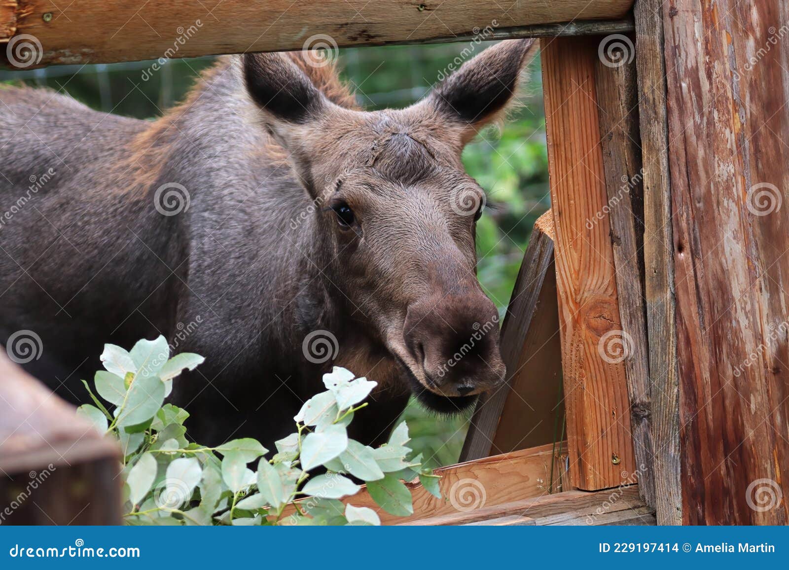 A Pet Moose Comes To Eat Tree Branches Stock Photo - Image of tree ...