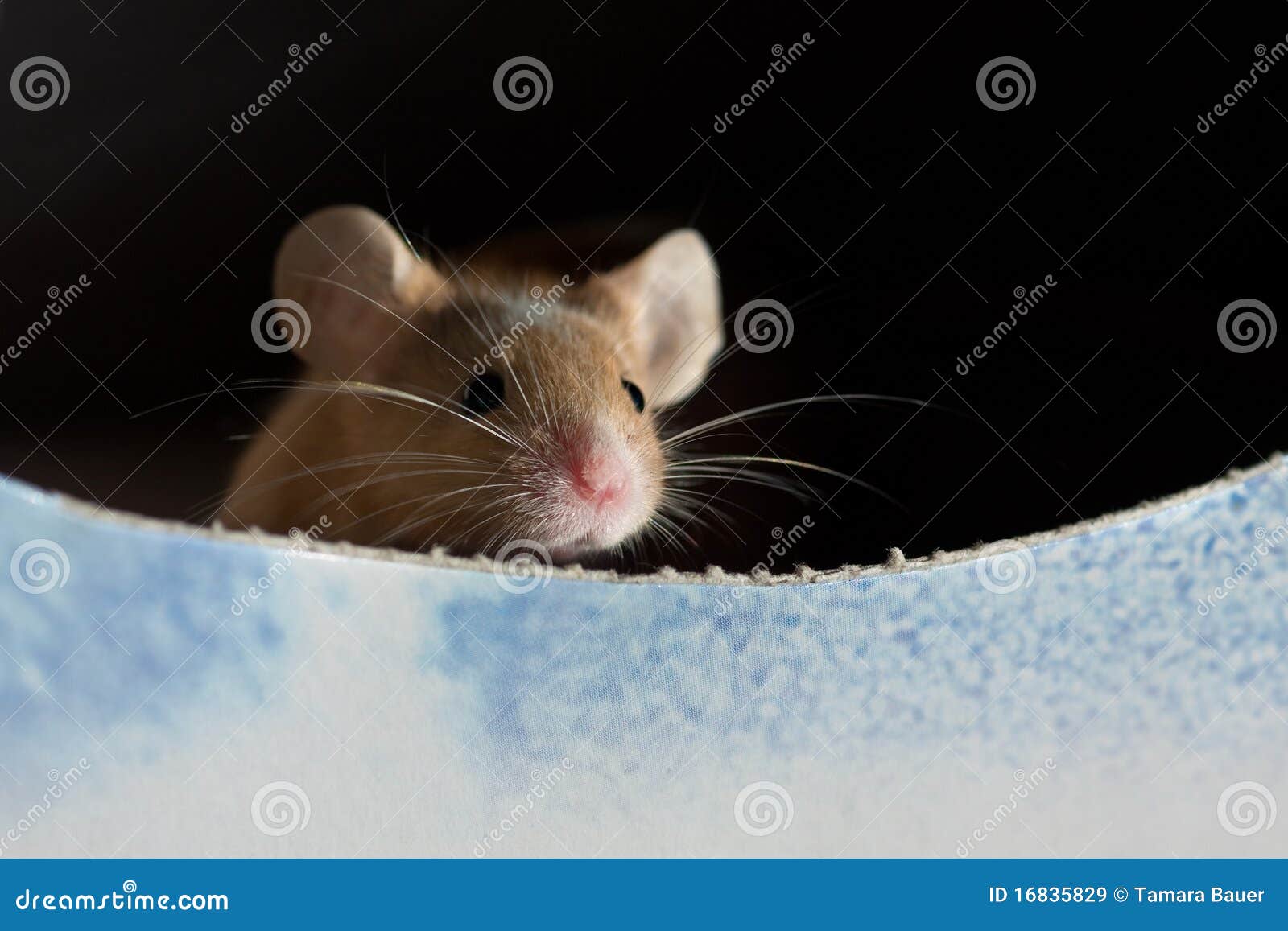 Pet mouse stock image. Image of black, small, cute, furry - 16835829