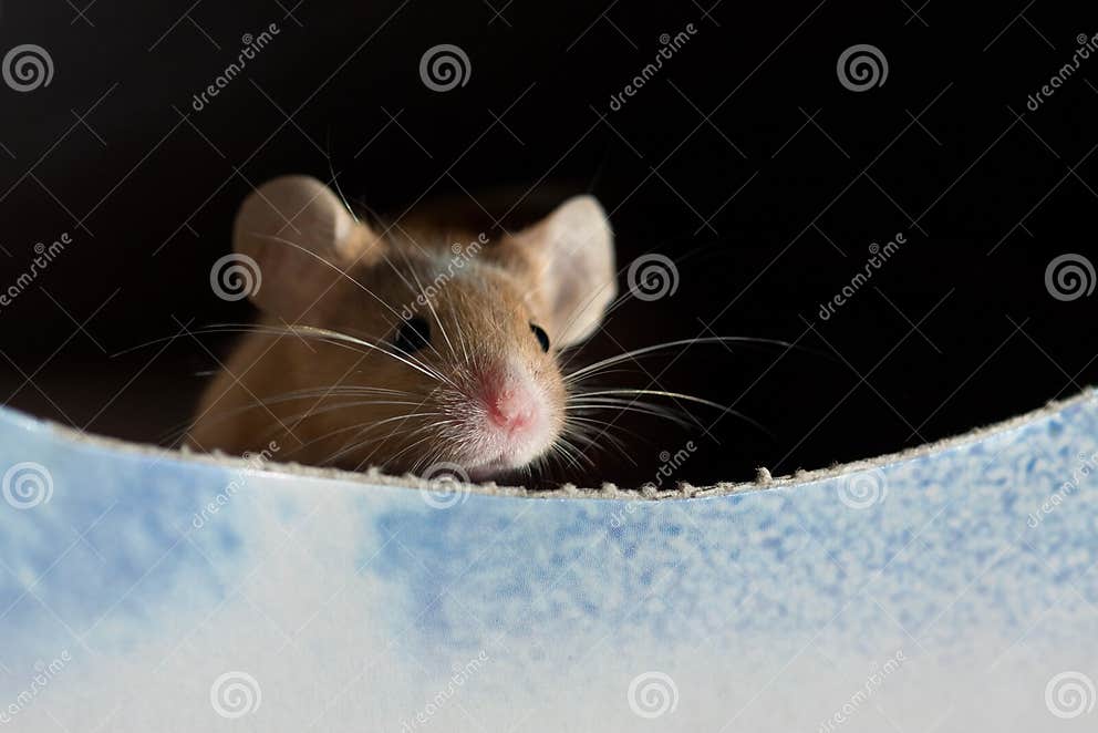 Pet mouse stock image. Image of black, small, cute, furry - 16835829