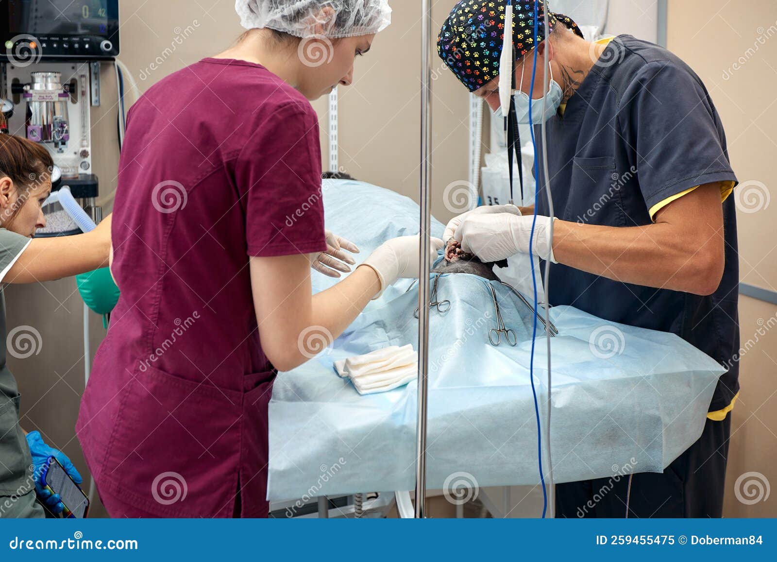 Pet Operation in Operating Theatre with Surgeon in Vet Surgery Stock ...