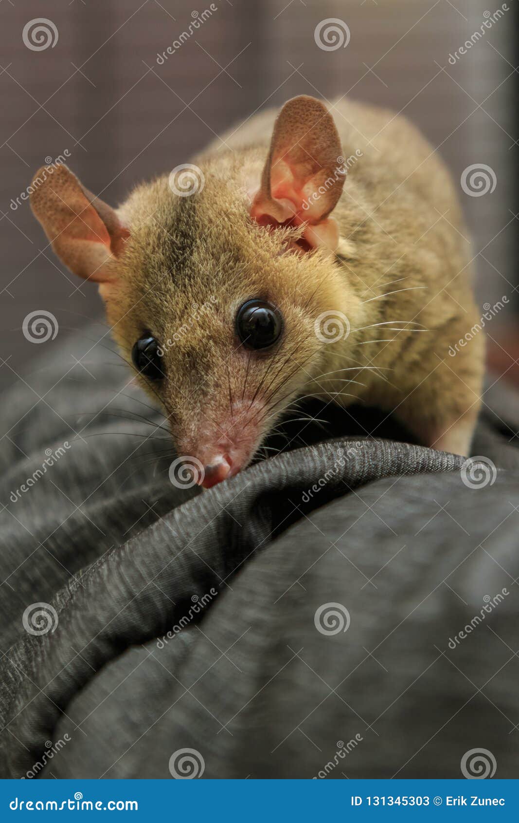 Pet Oppossum Climbing on the Hand Stock Image - Image of domestic ...