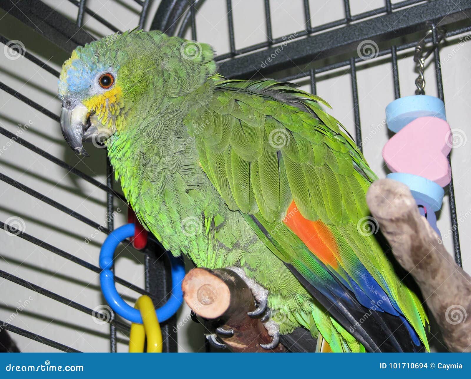 Pet Orange-winged Amazon Parrot Perching in it`s Cage. Stock Photo ...