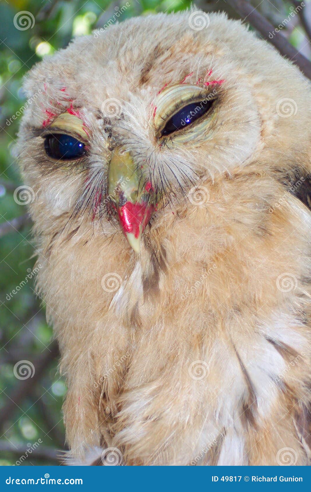 Pet Owl-Huatulco Mexico stock image. Image of huatulco, tourism - 49817